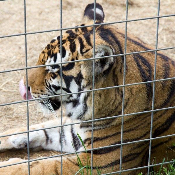 From tigers to butterflies, Branson's animal attractions are as amazing ...