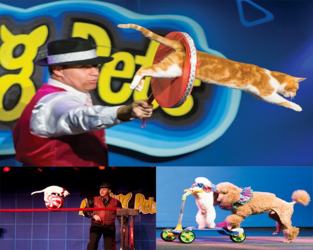 Why is Amazing Pets a must see Branson show for kids? | The Branson ...